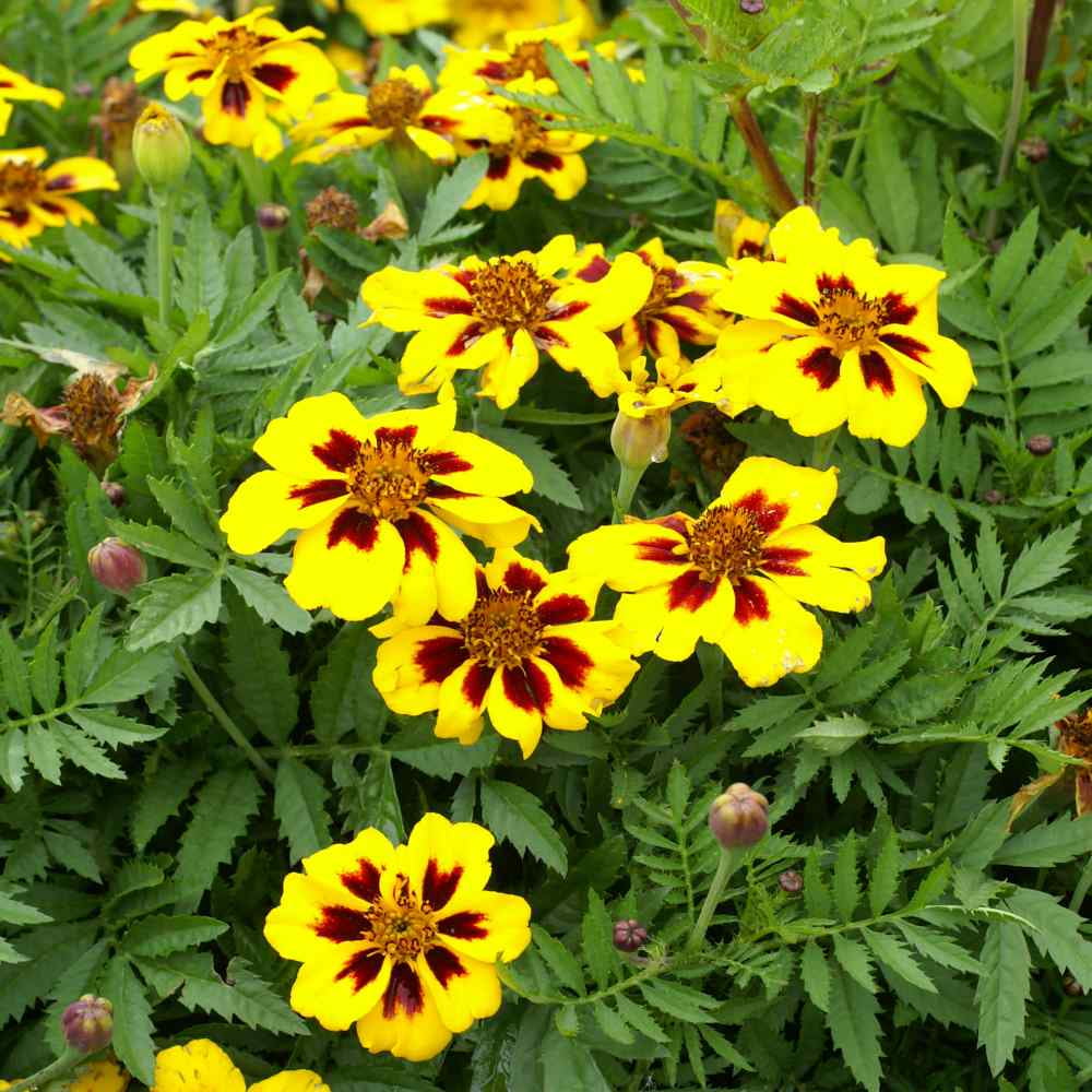 Outsidepride Marigold Dainty Marietta - 1000 Seeds - Walmart.com