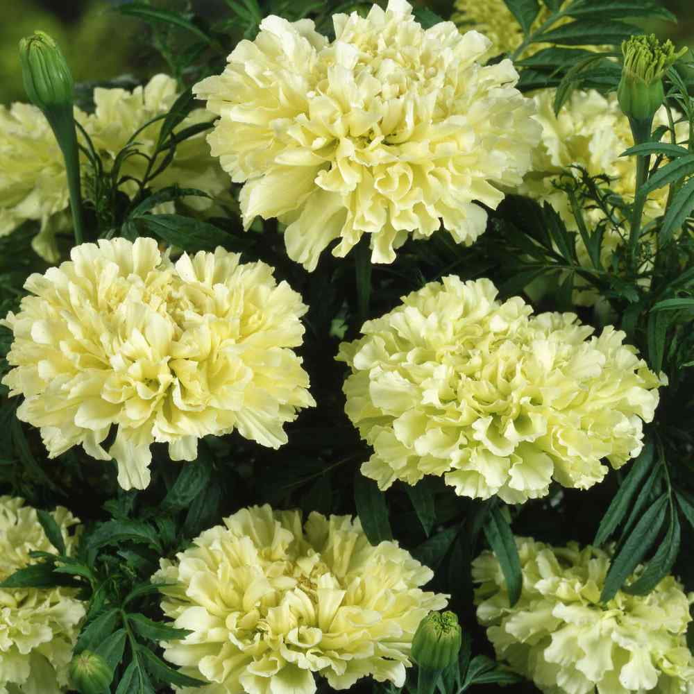 Outsidepride Marigold White - 1000 Seeds - Walmart.com