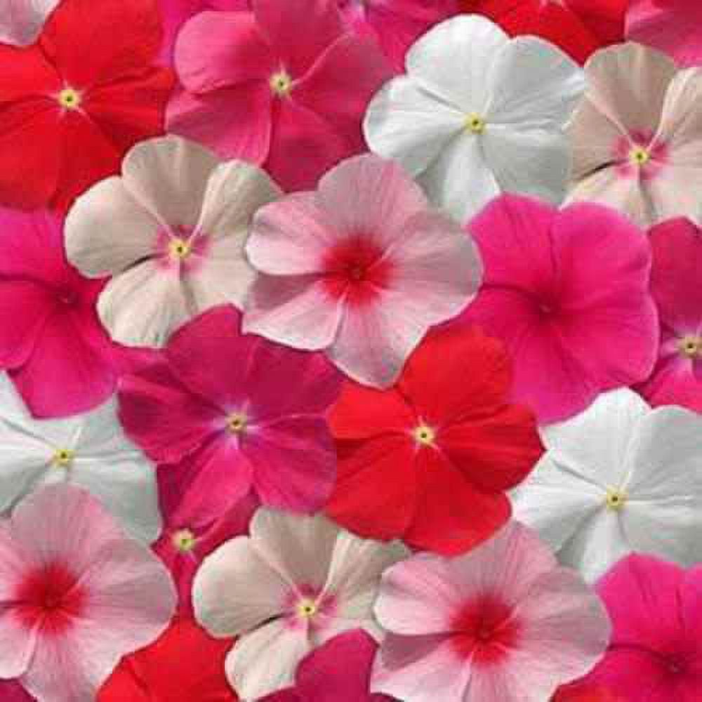 Outsidepride Mediterranean XP Vinca Flower Seed Mix - 100 Seeds ...