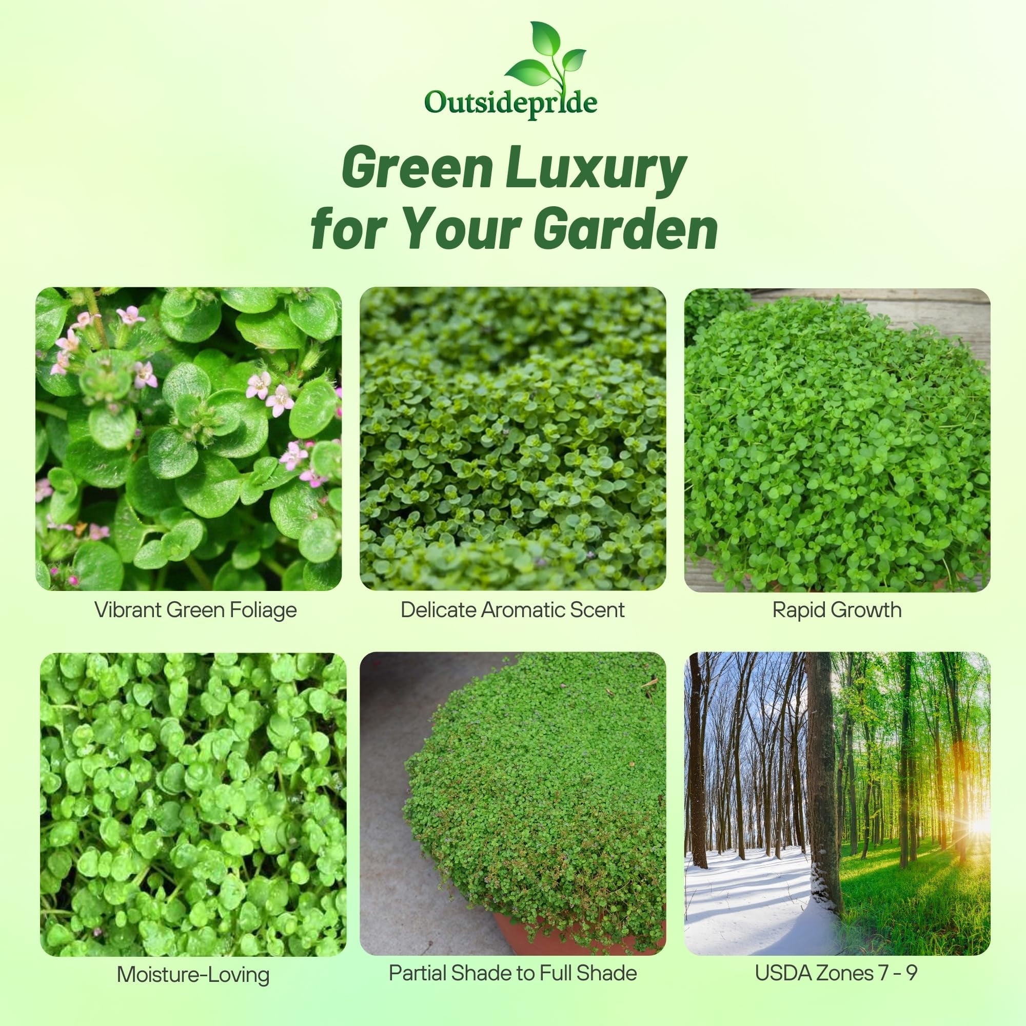 Outsidepride Mentha Corsican Mini Mint Seeds for H2FSDPlanting ...