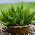 Outsidepride Meyeri Asparagus Fern Seeds - ITL1 10 Pcs. Perennial, Easy ...