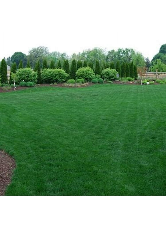 Kentucky Bluegrass Seed in Grass Seed & Sod - Walmart.com