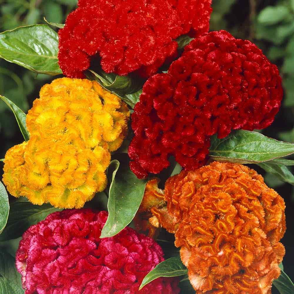 Outsidepride Mix Cockscomb Seeds - 500 SMRPcs Annual Dwarf Celosia ...