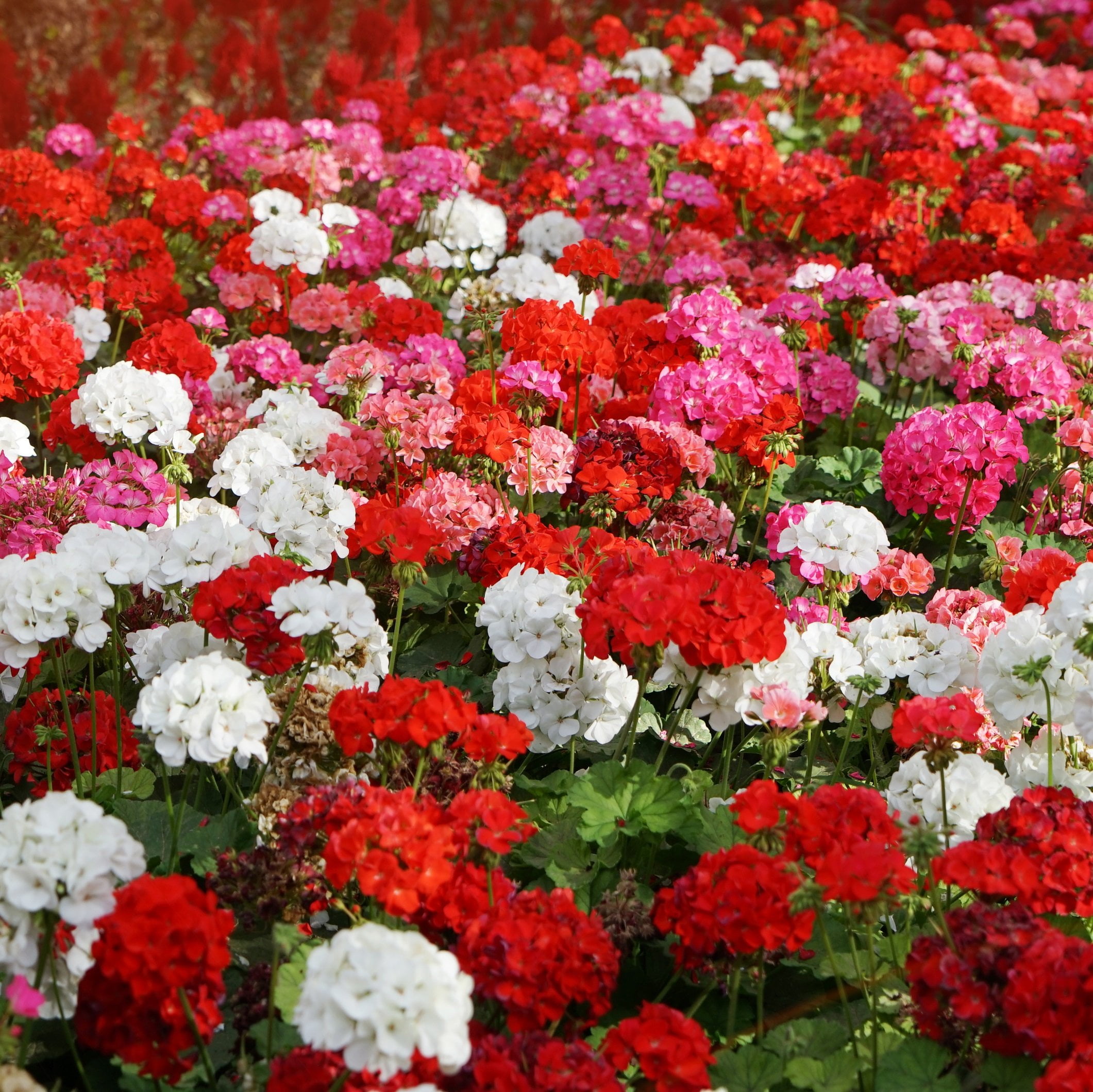 Outsidepride Mix Geranium Seeds for Planting - MHD1100 Pcs Annual, Heat ...