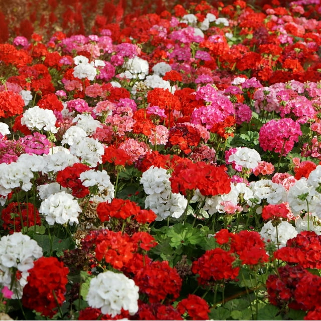 Outsidepride Mix Geranium Seeds for Planting MVR1 - 100 Pcs Annual ...