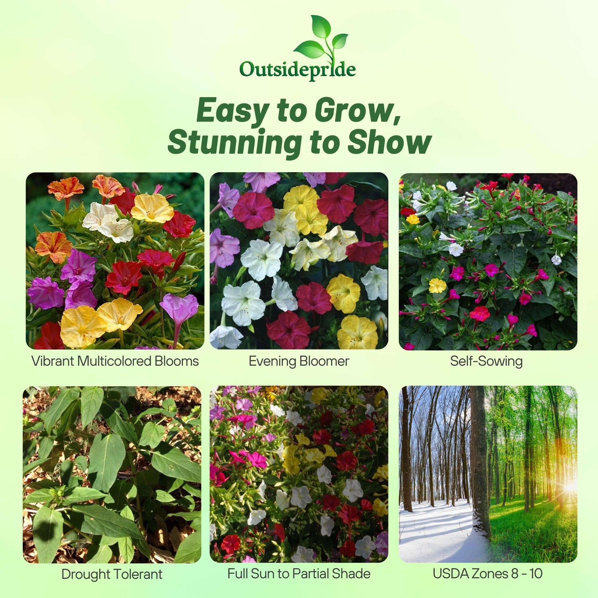 Outsidepride Mixed Four AJH3 O'clock Flower Seeds - 1/4 lb Perennial ...