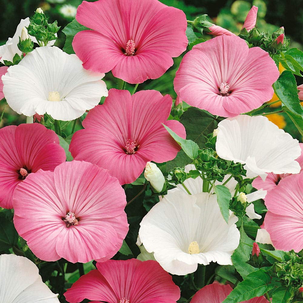 Outsidepride Mixed RoseEGSC Mallow Seeds - 1000 Pcs Annual Flower Seeds ...
