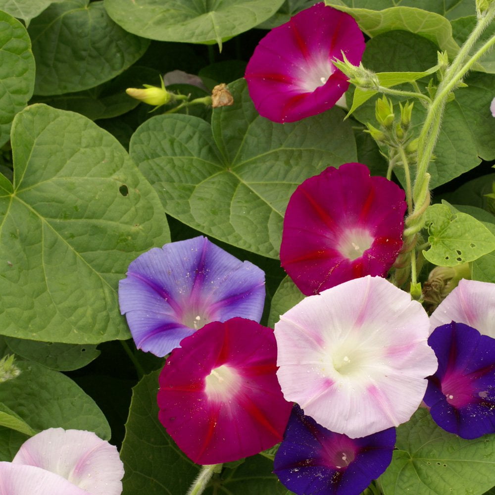 Outsidepride Morning Glory Fieldgrown - 500 Seeds - Walmart.com