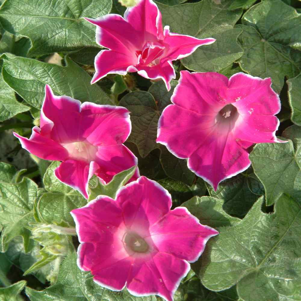 Red Morning Glory Seeds