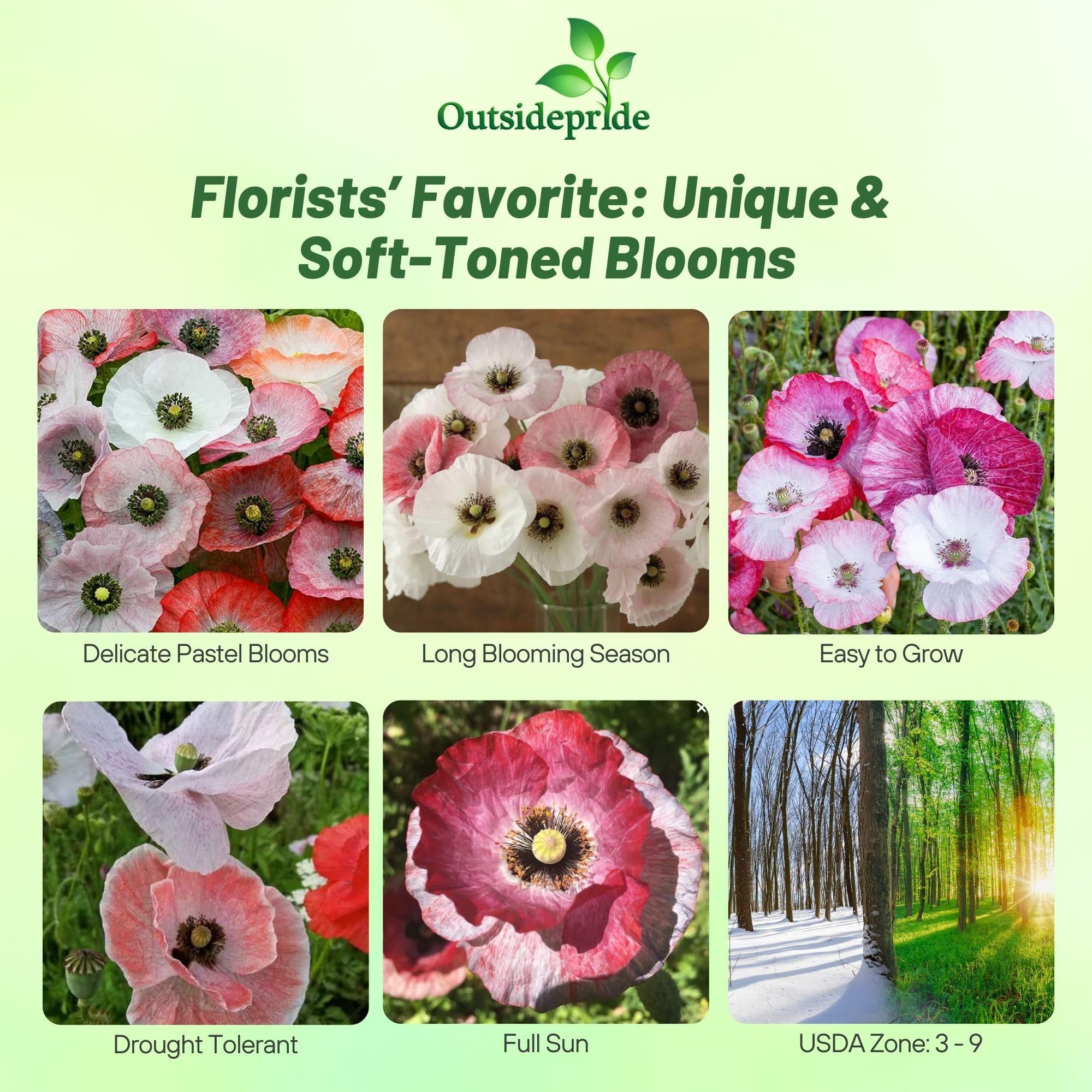 Outsidepride Mother of AJH3 Pearl Poppy Seeds for Planting - 500 Pcs ...