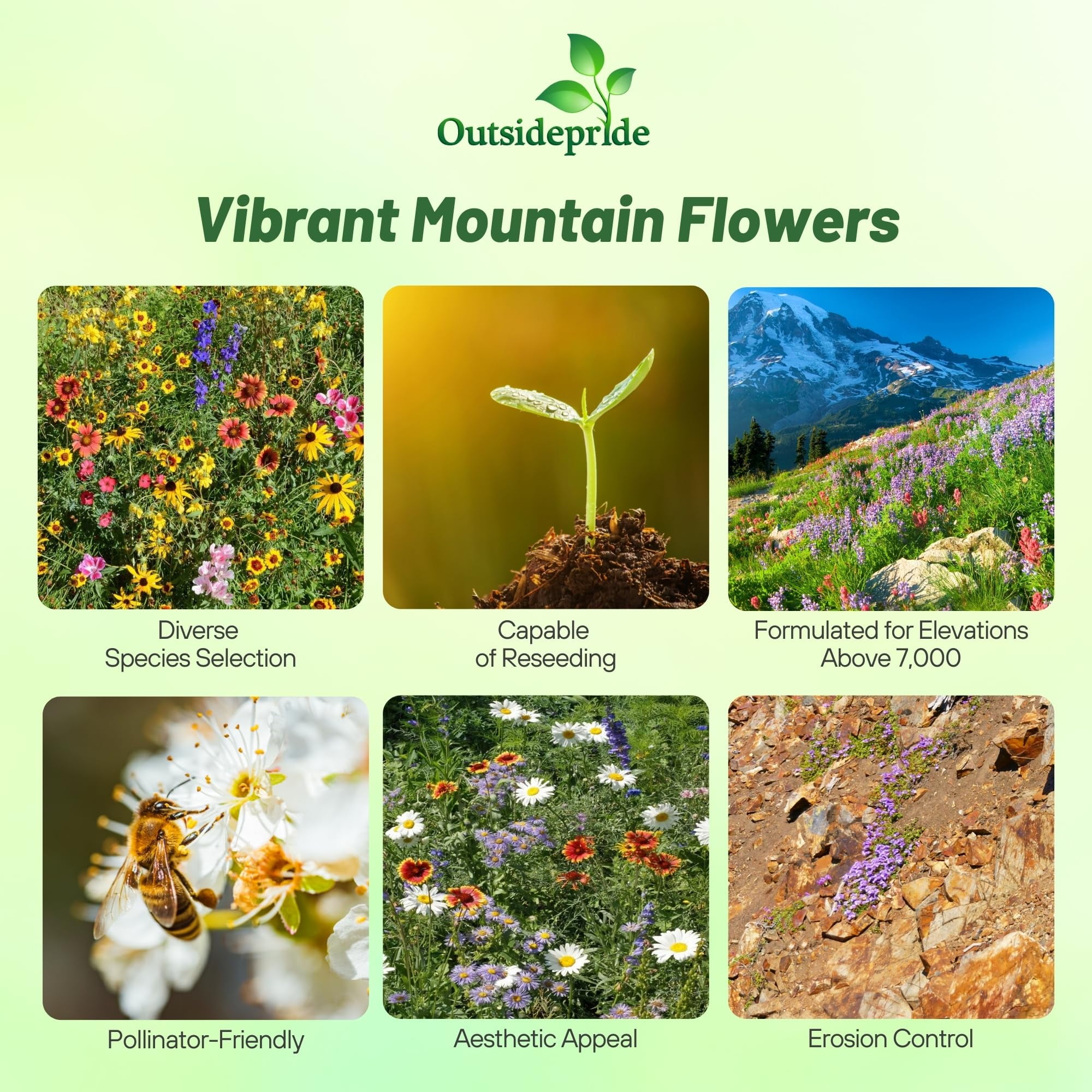 Outsidepride Mountain Wild FEV6 Flower Seed Mix - 5 lbs of Annual ...