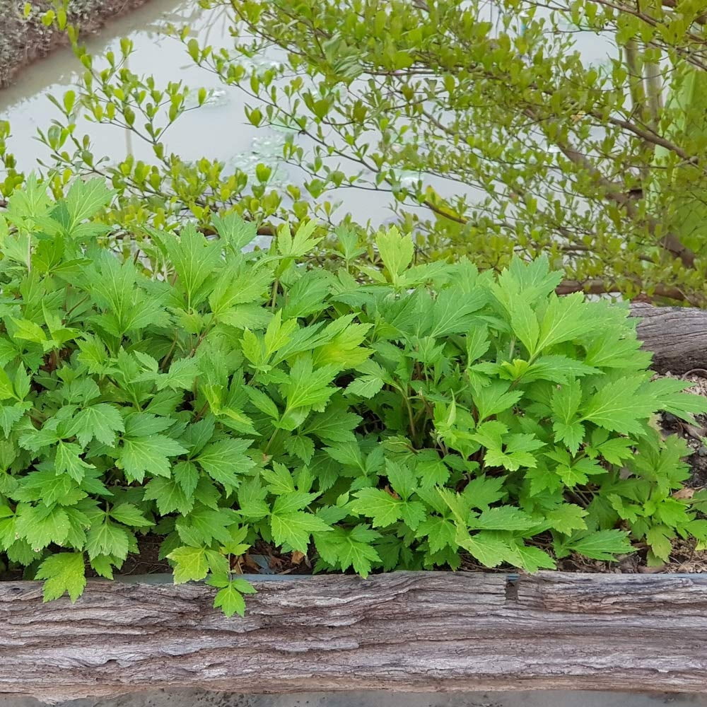 Outsidepride Mugwort Seeds - 5000 Pcs. MVR1 Perennial, Easy to Grow ...
