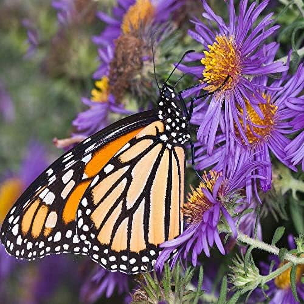 Outsidepride New England Aster Seeds - MVR1 1000 Pcs Perennial ...