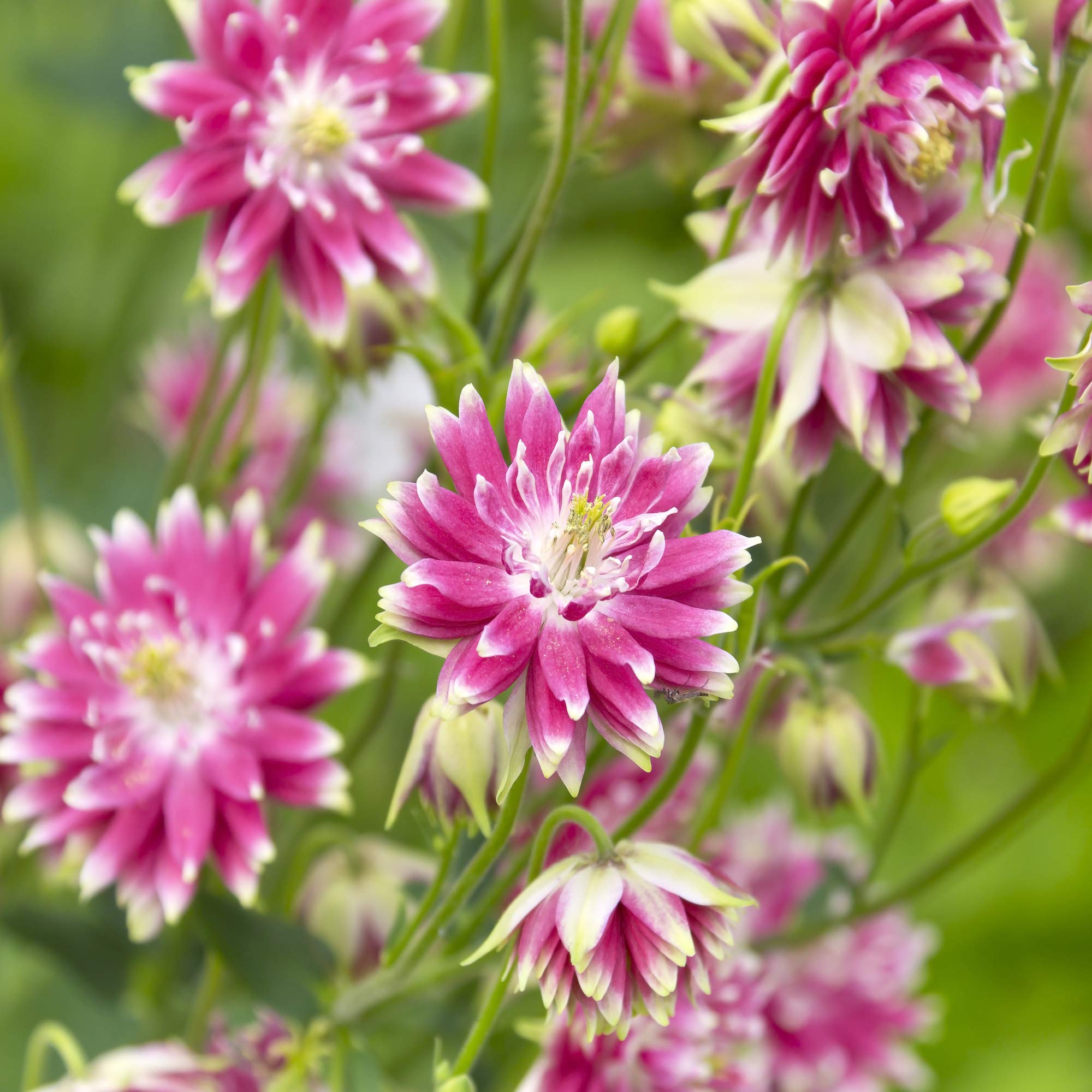 Outsidepride Nora Barlow Columbine Seeds - MVR1 1000 Pcs Perennial, to ...