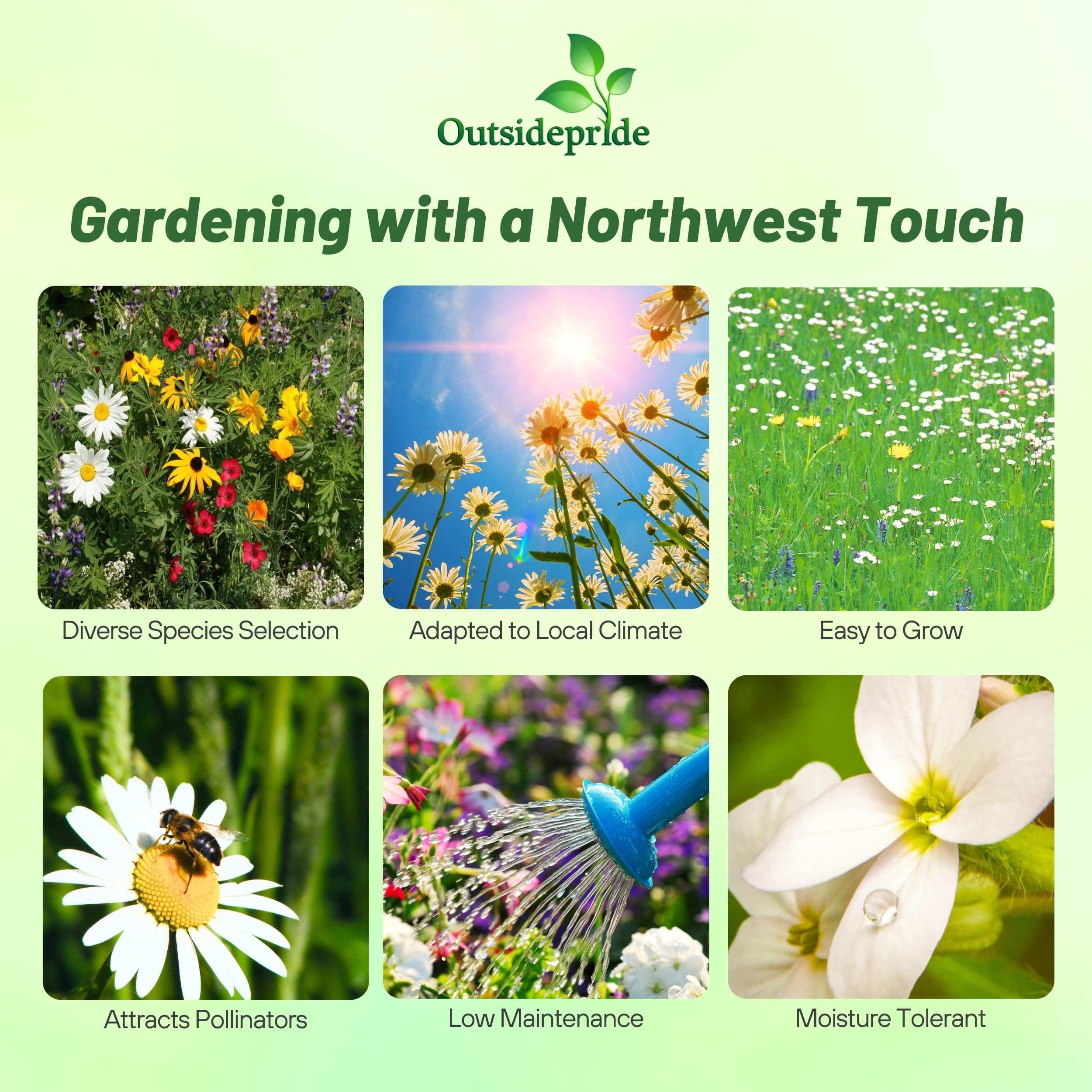 Outsidepride Northwest Wild Flower Seed Mix - H2FSD1 lb Blend of Annual ...