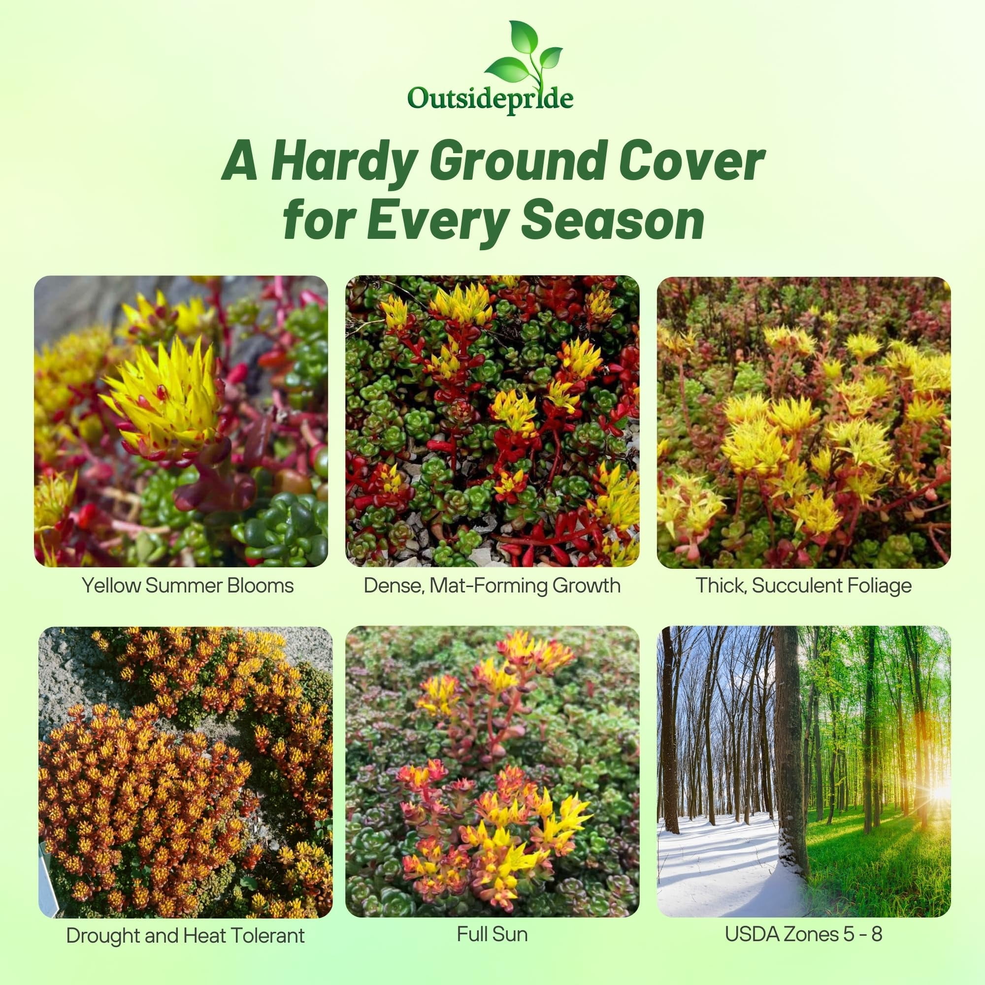 Outsidepride Oreganum Sedum Seeds - 1000 Pcs H2FSDPerennial Ground ...