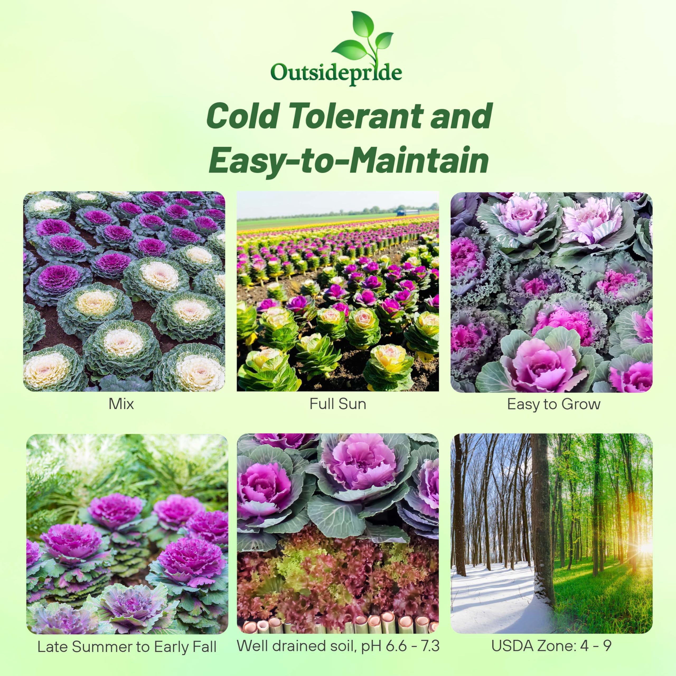 Outsidepride Ornamental Cabbage AJH3 Flower Seeds - 1000 Pcs. Annual ...