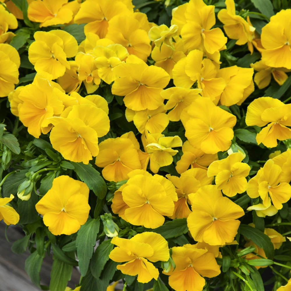 Outsidepride Pansy Cool Wave Golden Yellow - 30 Seeds - Walmart.com