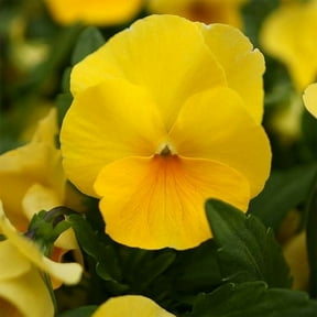 Outsidepride Crossandra Yellow Splash - 30 Seeds - Walmart.com