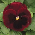 Outsidepride Pansy Mammoth Big Red - 100 Seeds - Walmart.com