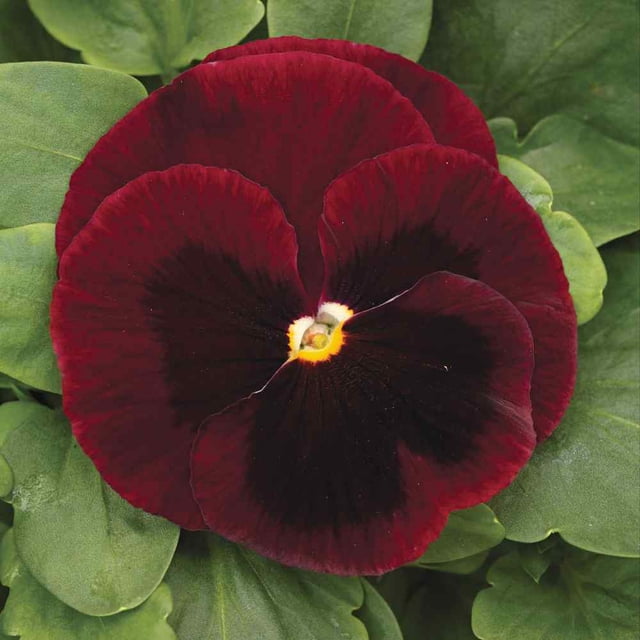 Outsidepride Pansy Mammoth Big Red - 100 Seeds - Walmart Business Supplies
