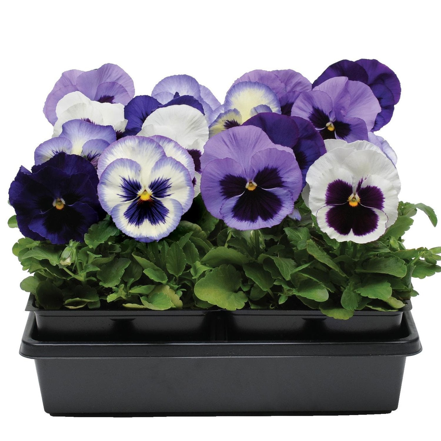 Outsidepride Flowering Pansy Matrix Ocean Breeze Mix - Fast Germinating ...