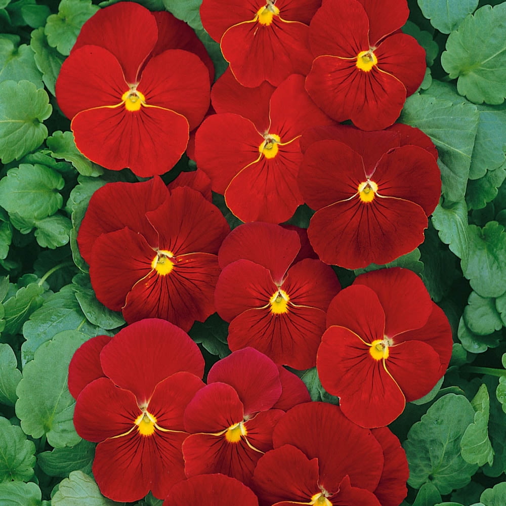 Outsidepride Pansy Scarlet - 2000 Seeds - Walmart.com