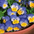 Outsidepride 100 Pansy Ultima Morpho Seeds - Walmart.com
