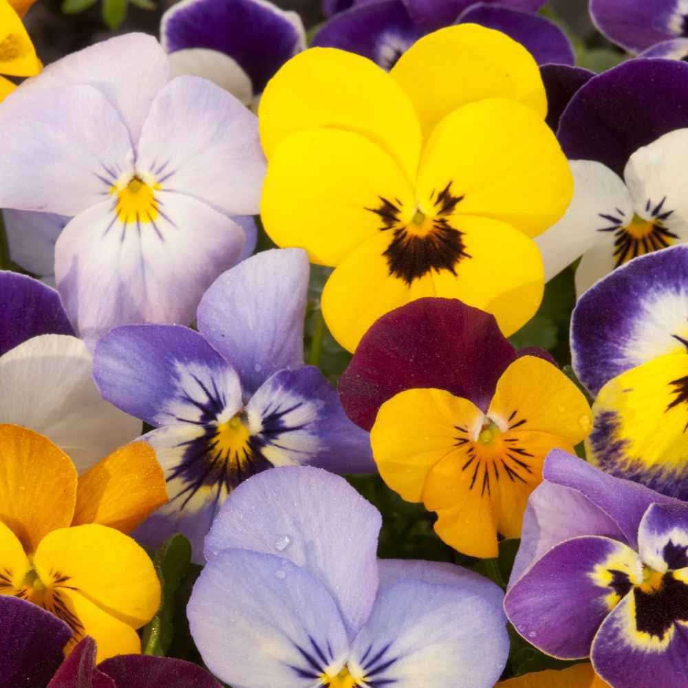 Outsidepride Pansy Velvet Mix - 2000 Seeds - Walmart.com