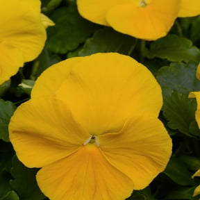 Outsidepride Crossandra Yellow Splash - 30 Seeds - Walmart.com