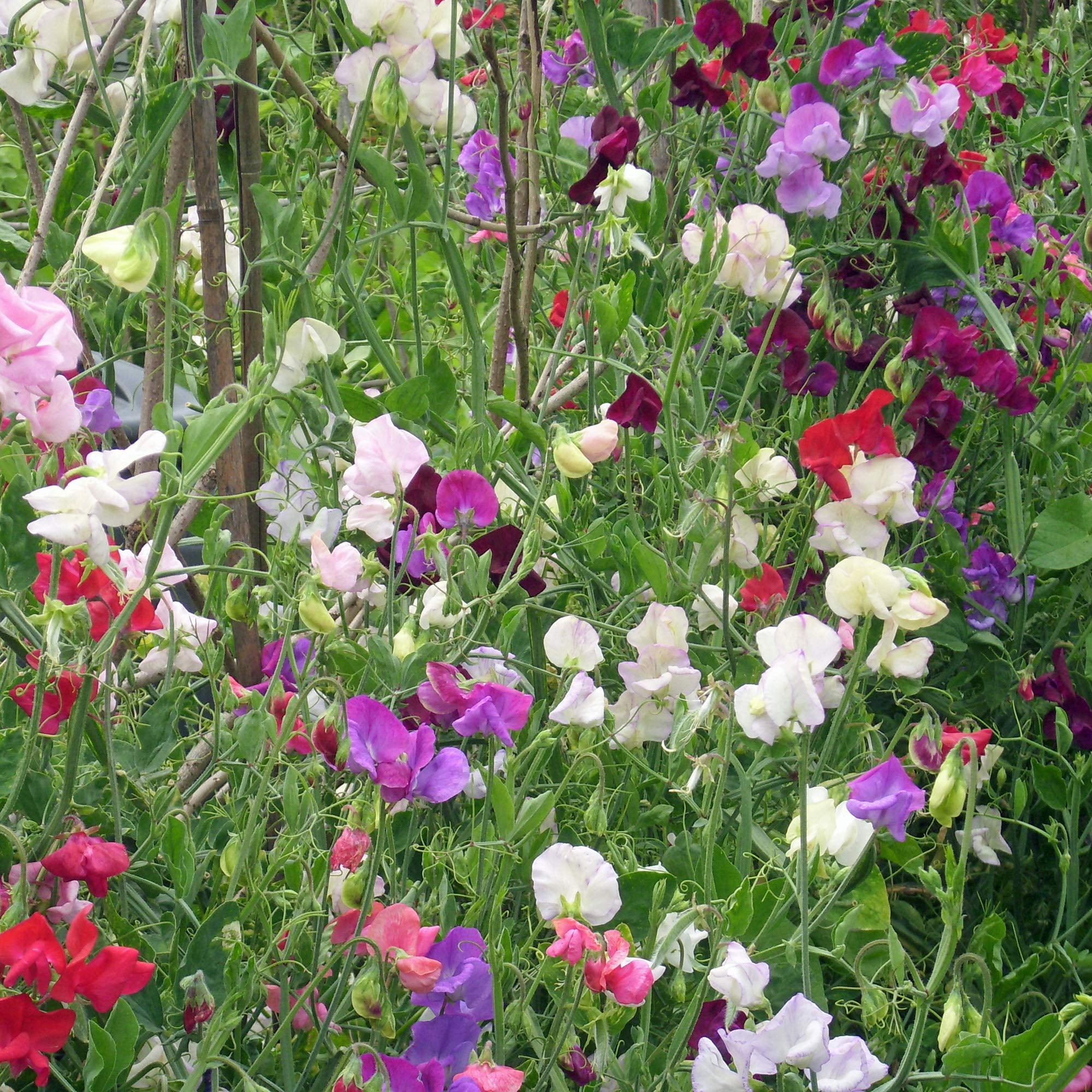 Outsidepride Pearl Mix Sweet Pea Seeds - MHD1250 Pcs Perennial, Easy to ...