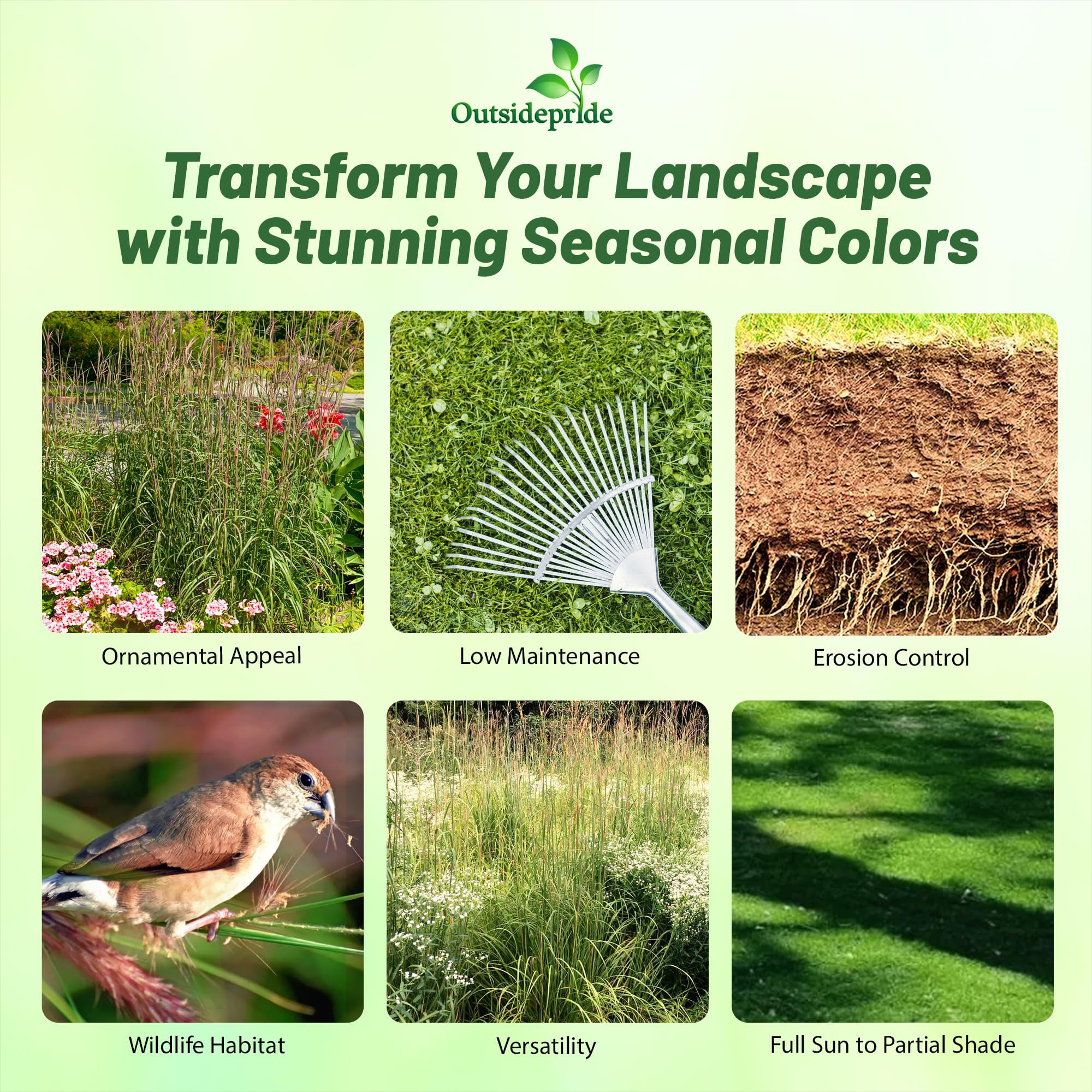 Outsidepride Perennial Andropogon AJH3 Big Bluestem Grass Seed - 1 Warm Season, Drought ...