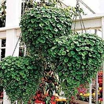 Outsidepride Perennial Dichondra Emerald DHF10 Falls Seed - 15 Pcs Heat ...