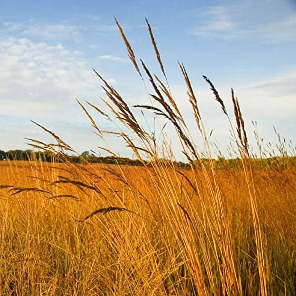 Outsidepride Perennial Tall Native Grass Seed Mix - 1 lbs. Blend of ...