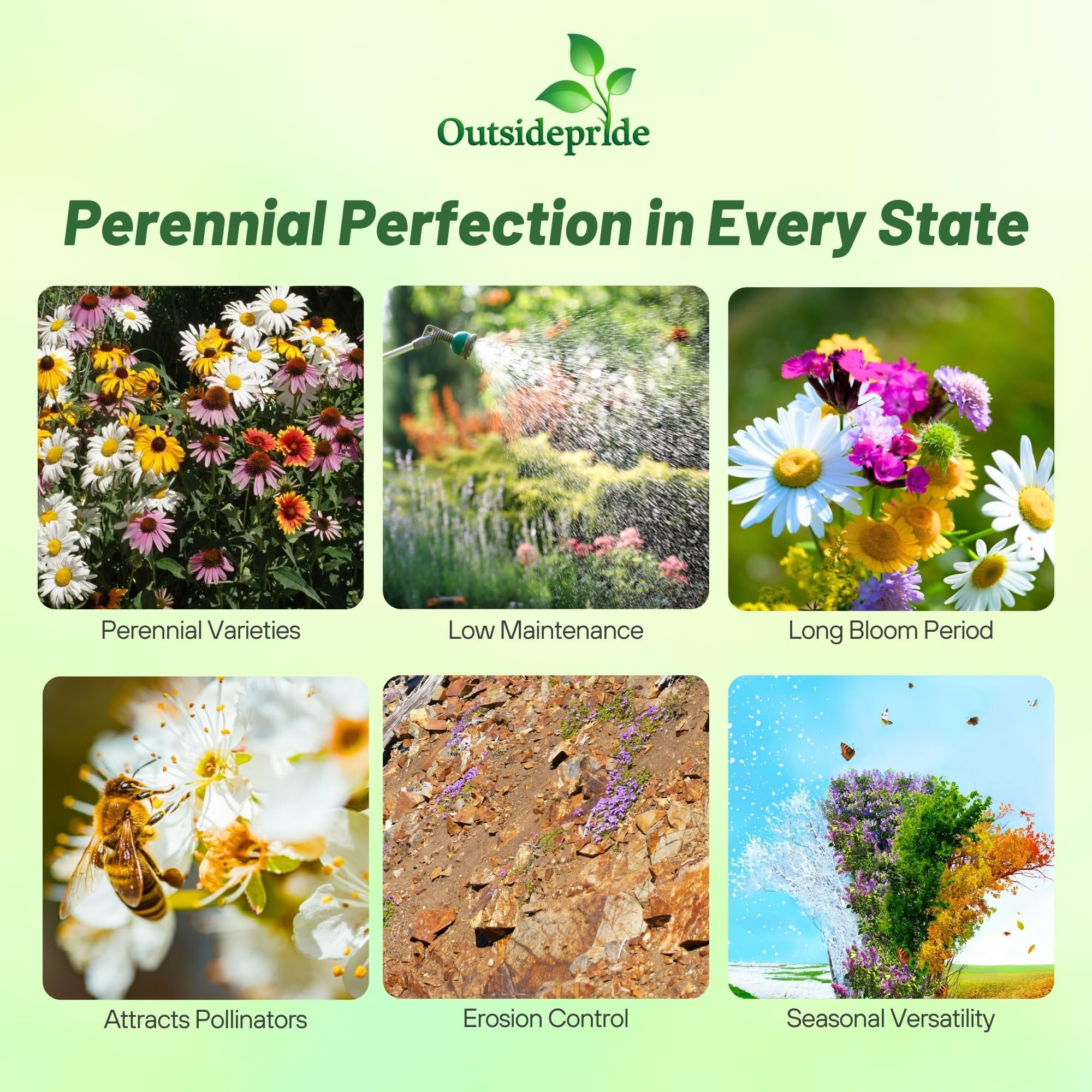 Outsidepride Perennial Wild Flower Seed Mix - H2FSD1/4 lb. Blooms, Easy ...