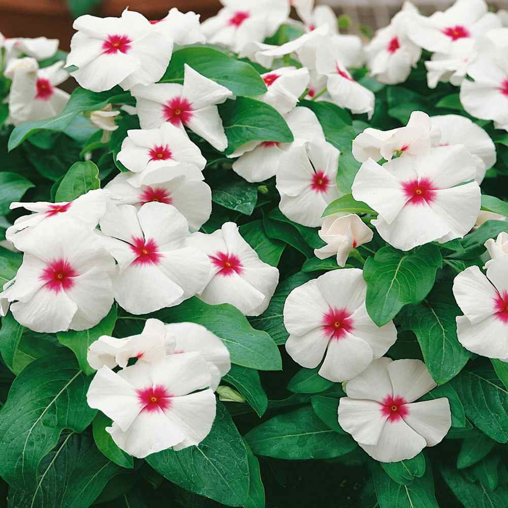 Outsidepride Periwinkle Bright Eyes, Full Sun Outdoor Live, 4000 Seeds ...