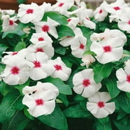 Drought Tolerant Periwinkle Vinca Rosea Little Mix, Perennial Summer ...