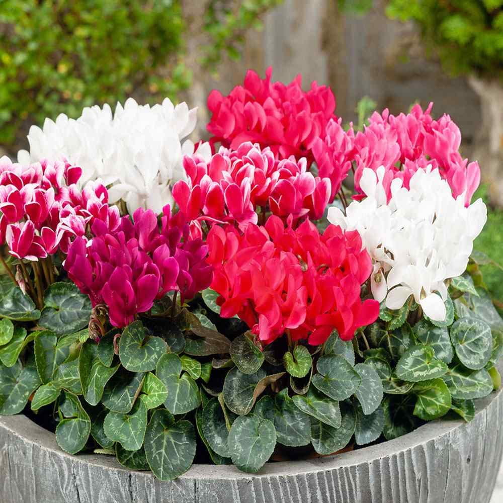 Outsidepride Persicum Cyclamen Seeds - 50 SMRPcs Compact, Annual ...