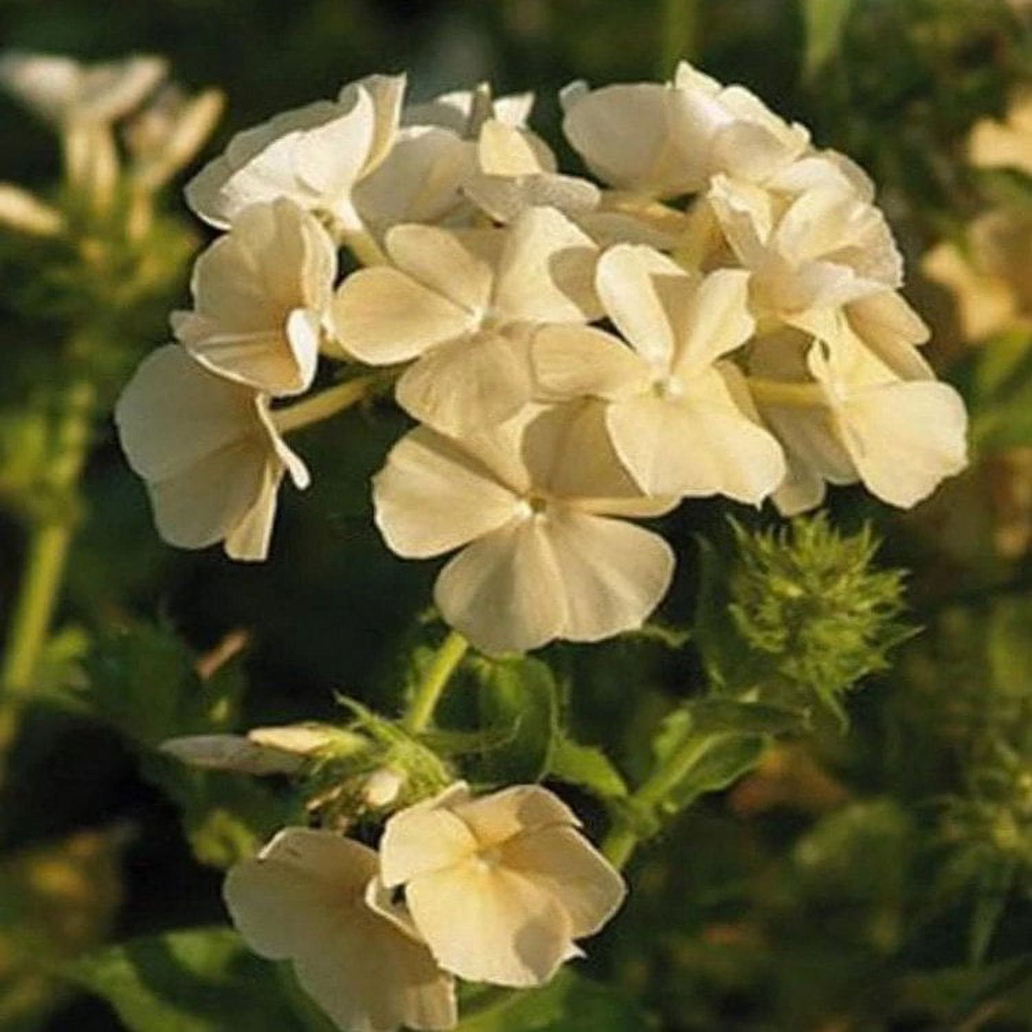 Outsidepride Phlox Yellow - 10000 Seeds - Walmart.com
