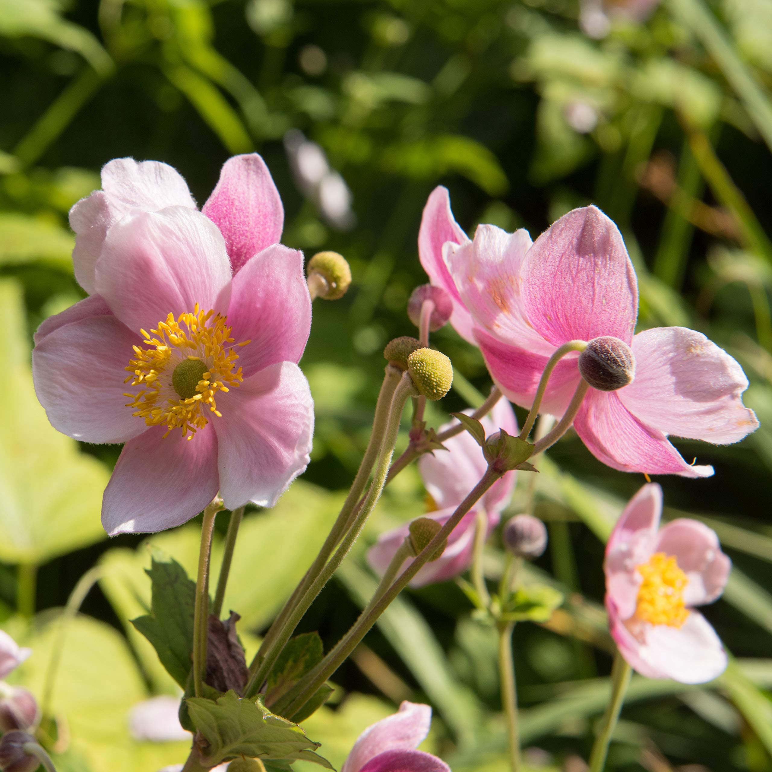 Outsidepride Pink Anemone Seeds for Planting ITL1 - 100 Self-Sowing ...