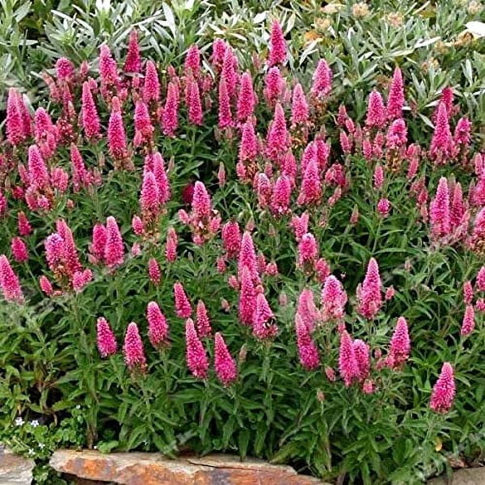 Outsidepride Pink Spiked Speedwell Veronica Seeds SMRfor Planting - 100 ...