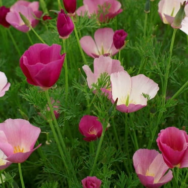 Outsidepride Poppy Checkers - 200 Seeds - Walmart.com
