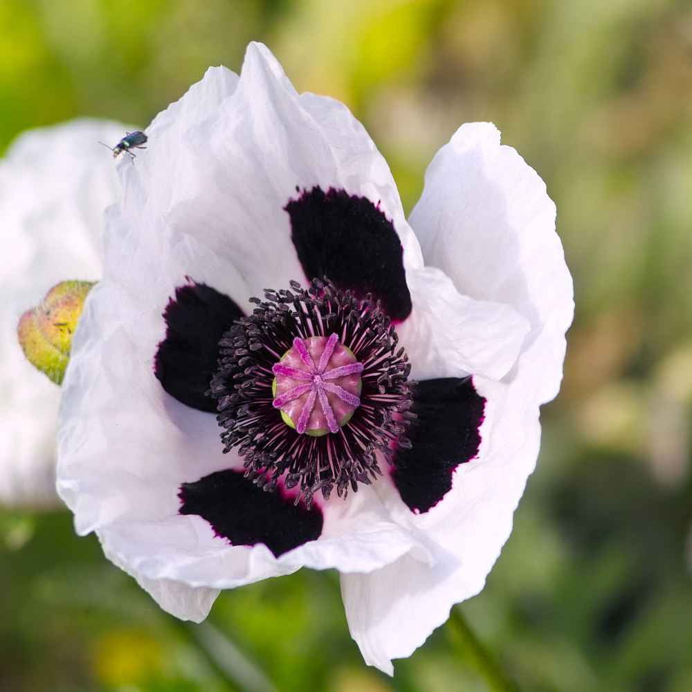 Outsidepride Poppy Checkers - 200 Seeds - Walmart.com