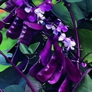 Purple Hyacinth Vine