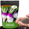 Outsidepride Purple Top Turnip Seeds - MVR1 5 Lbs High-Yield, High ...
