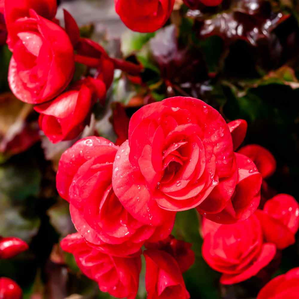 Outsidepride Red Begonia Seeds - 1000 seeds - Walmart.com