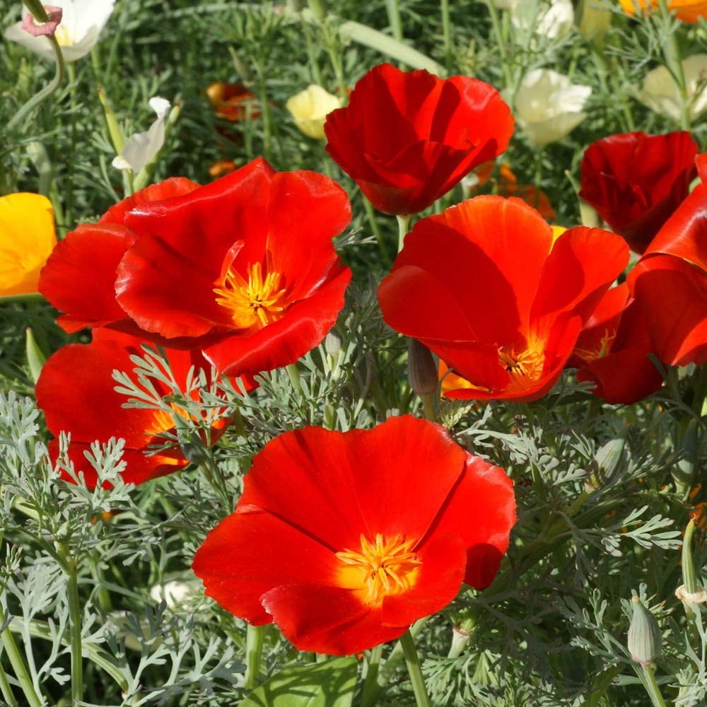 Outsidepride Red Chief California Poppy Seeds SMRfor Planting - 1/4 Lbs ...