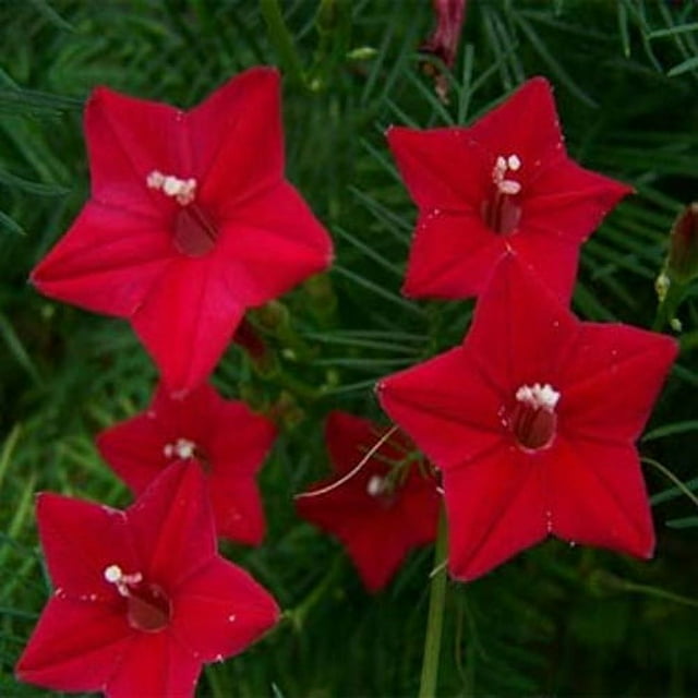 Outsidepride Red Cypress Vine Seeds, Ipomoea Pennata, Climbing Annual ...