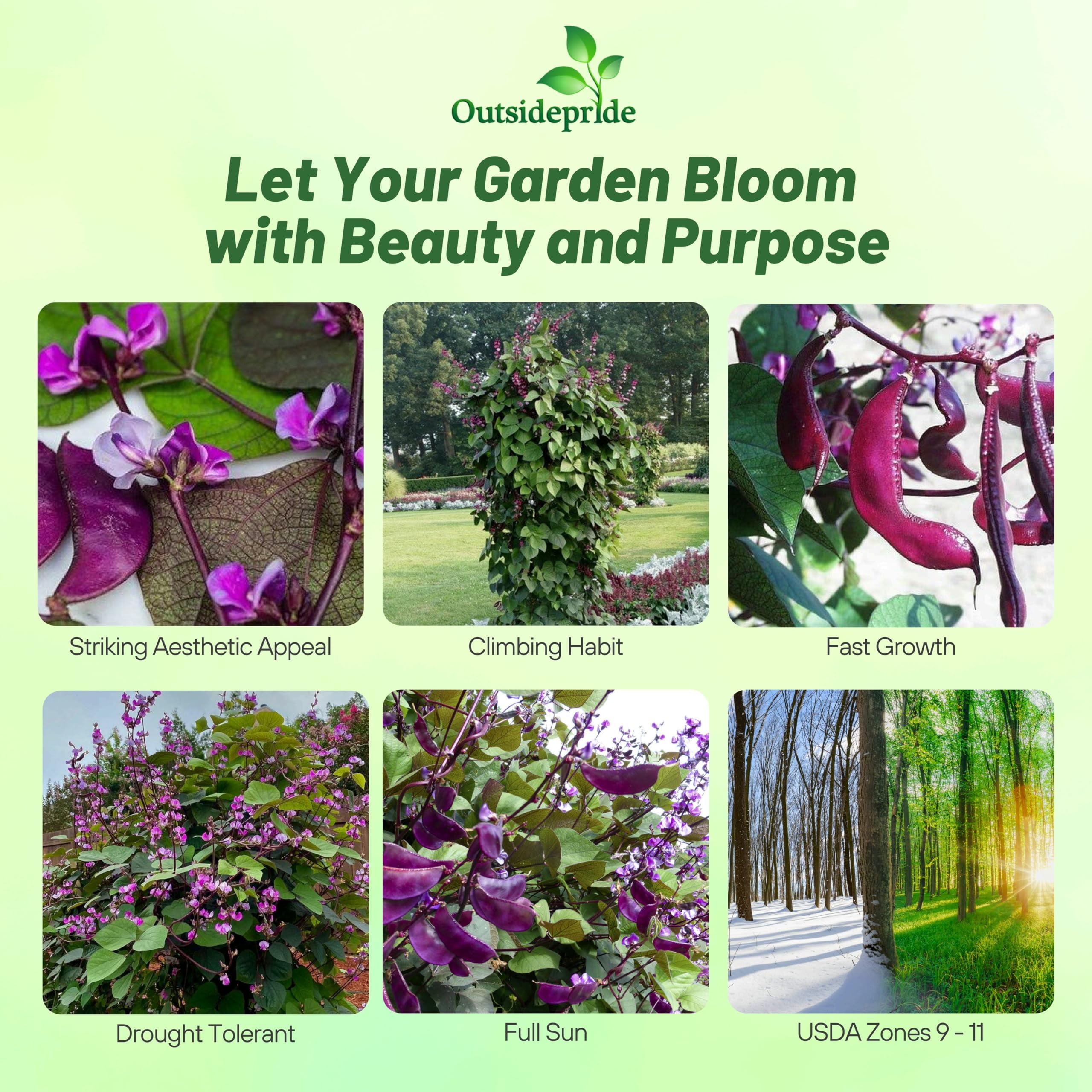 Outsidepride Red Lablab Hyacinth Bean Vine Seeds H2FSD- 100 Pcs ...