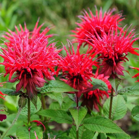 Bee Balm Plants